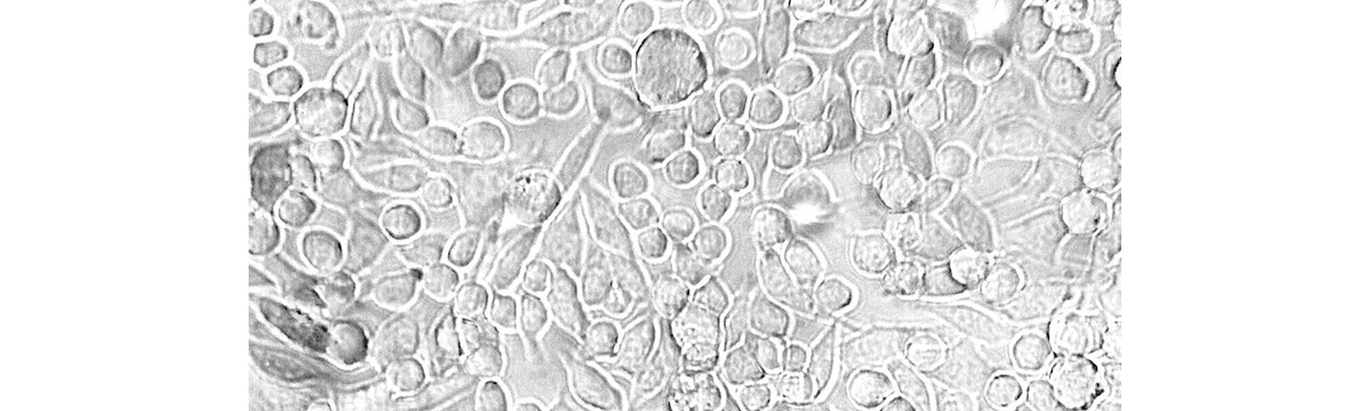 A Guide to Phase Contrast | Principles, Applications and Setup