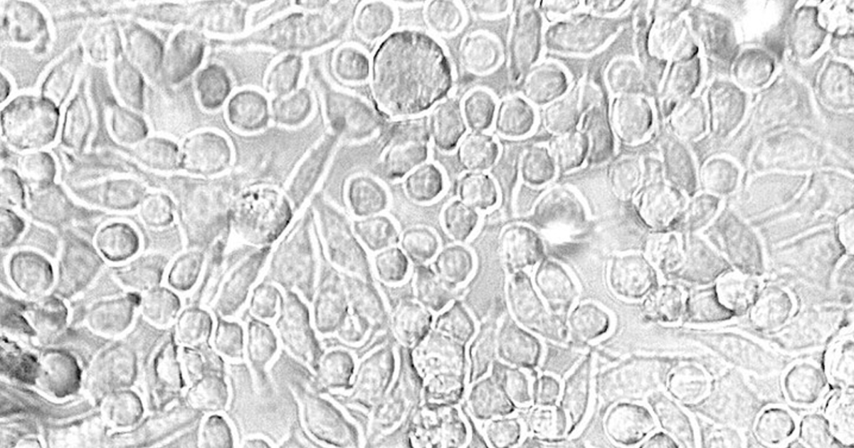 A guide to Phase Contrast | Scientifica